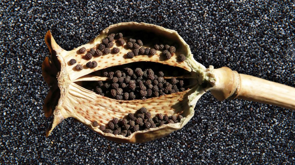 Mohnblüte am Hohen Meißner in Germerode